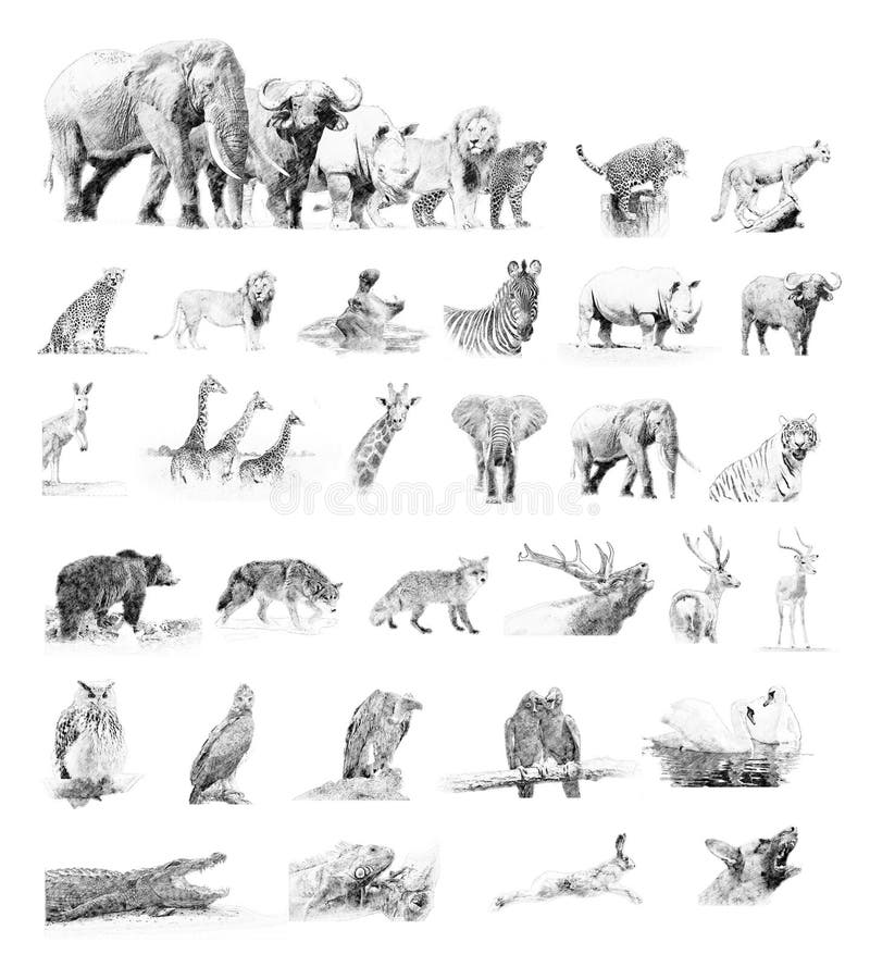 Collection Animals. Sketch with Pencil Stock Illustration ...