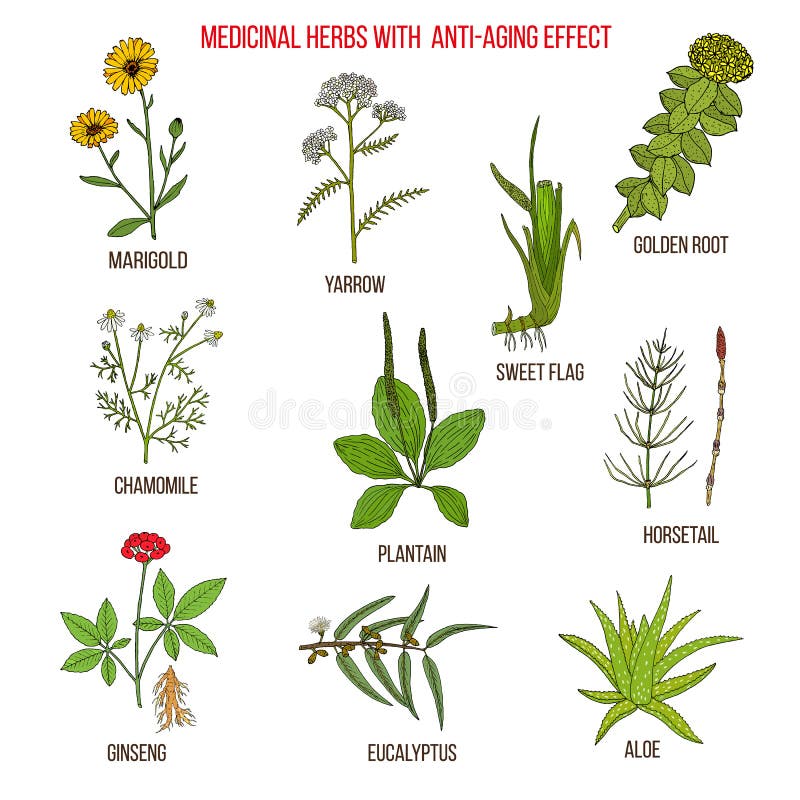 Best Anti-inflammatory Herbs. Vector Set Stock Vector - Illustration of ... Best Anti-inflammatory Herbs. Vector Set Stock Vector - Illustration of ...
