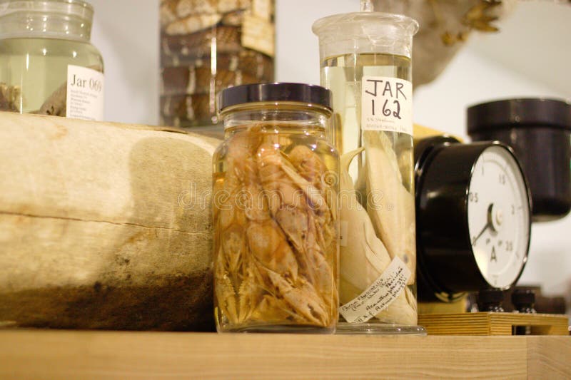 Collection of Antique Scientific Objects Stock Photo - Image of science ...