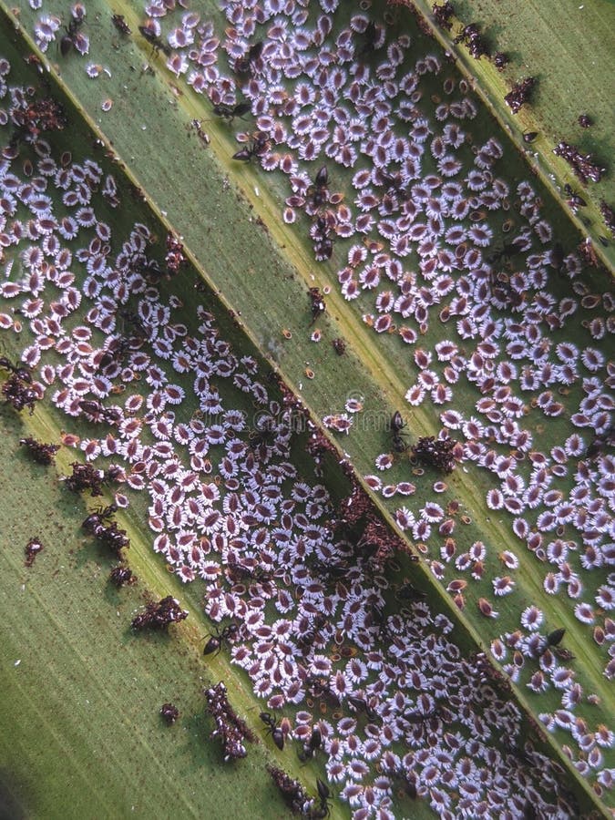 Cycad Scale Stock Photos - Free & Royalty-Free Stock Photos from Dreamstime