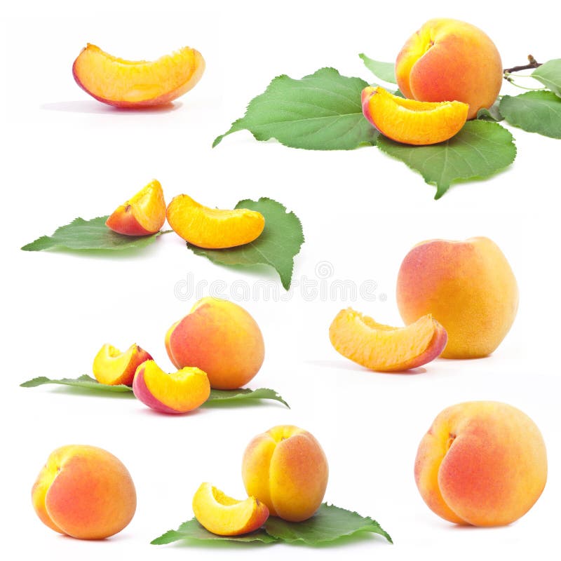Bunch of Mandarin Oranges stock photo. Image of orange - 21745614