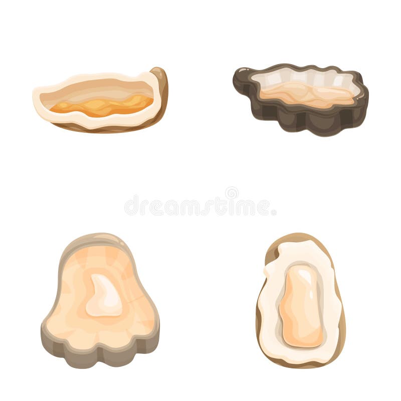 Bivalve Shells Stock Illustrations – 384 Bivalve Shells Stock ...