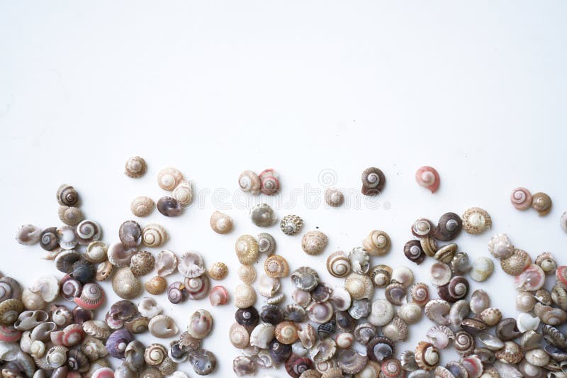 Collection of Assorted Small Scallop Seashells. a Group of Sea Shells ...