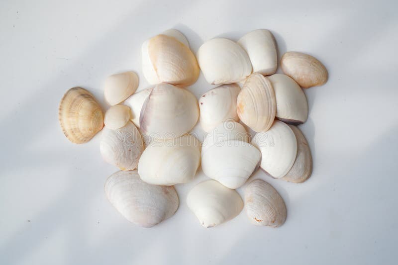Collection of Assorted Small Scallop Seashells. a Group of Sea Shells ...