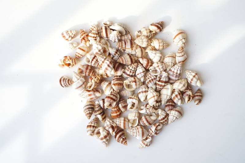 Collection of Assorted Small Scallop Seashells. a Group of Sea Shells ...