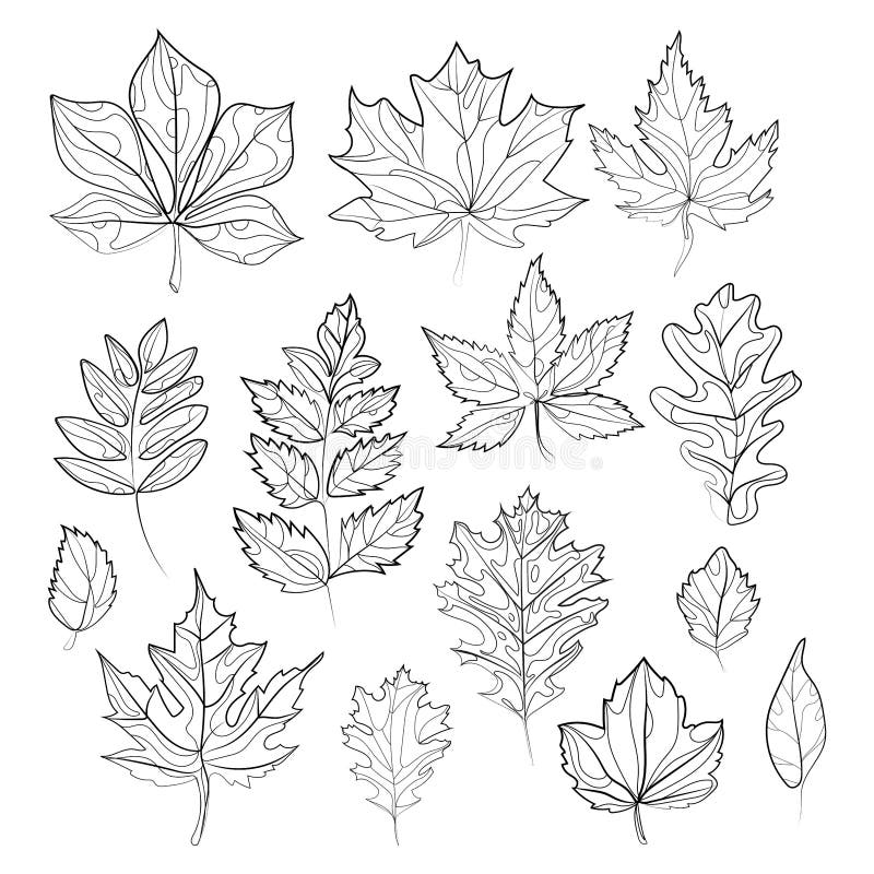 Collection of Autumn Different Leaves Abstract Line Drawing Design ...