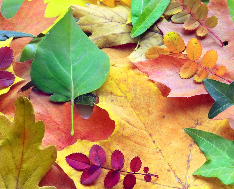 Collection of Autumn Leaves Isolated on White Stock Photo - Image of ...
