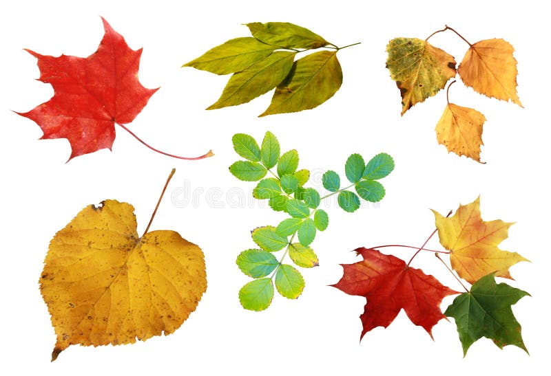 Set of Different Autumn Leaves Isolated Stock Image - Image of leaf ...