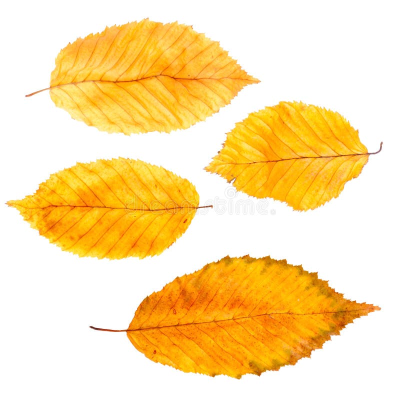 Set of Beech Leaves in Different Fall Colors Stock Photo - Image of ...