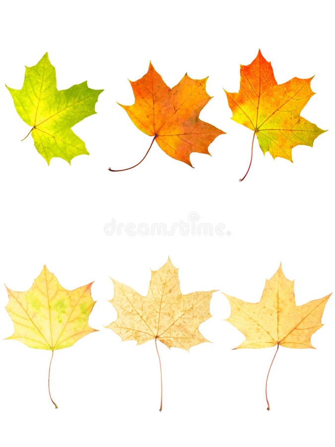 Collection of Autumn Leaves Isolated on White Background Stock Photo ...