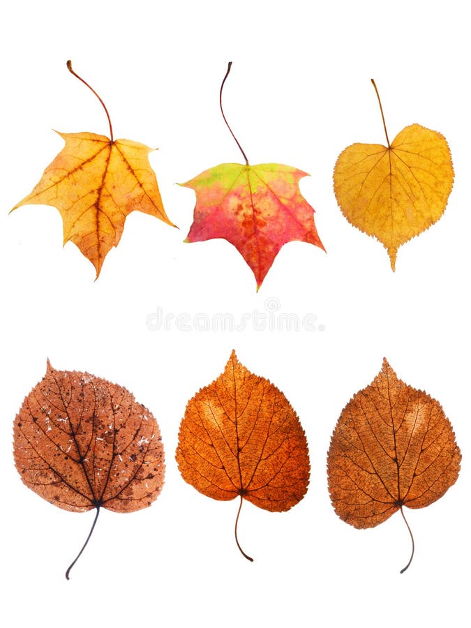 Collection of Autumn Leaves Isolated on White Background Stock Image ...