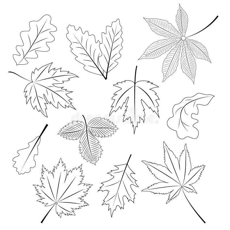 A Collection of Autumn Leaves in a Linear Style. Vector Illustration ...