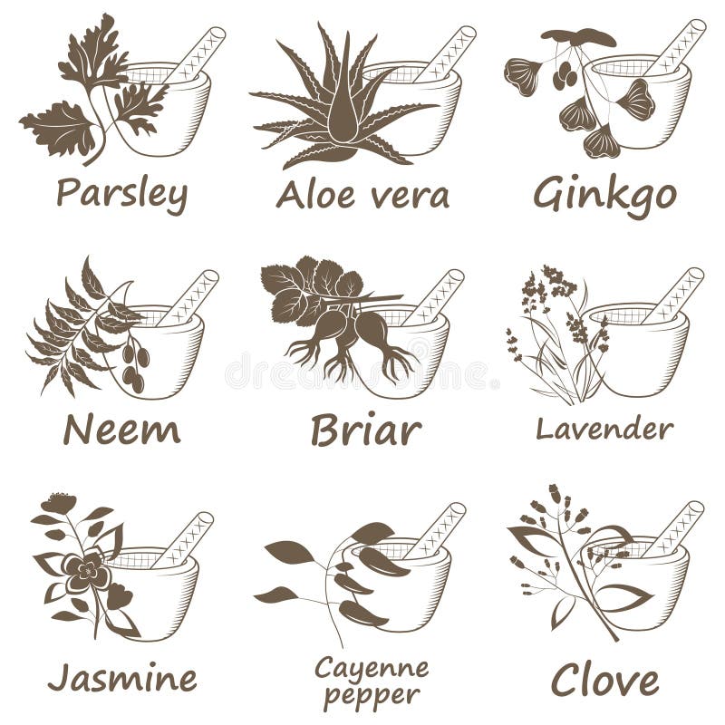 Collection of Ayurvedic Herbs. Stock Vector - Illustration of ...