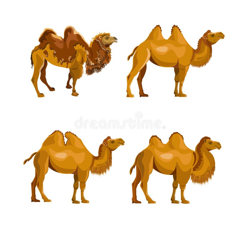Collection of Bactrian Camels Stock Vector - Illustration of middle ...