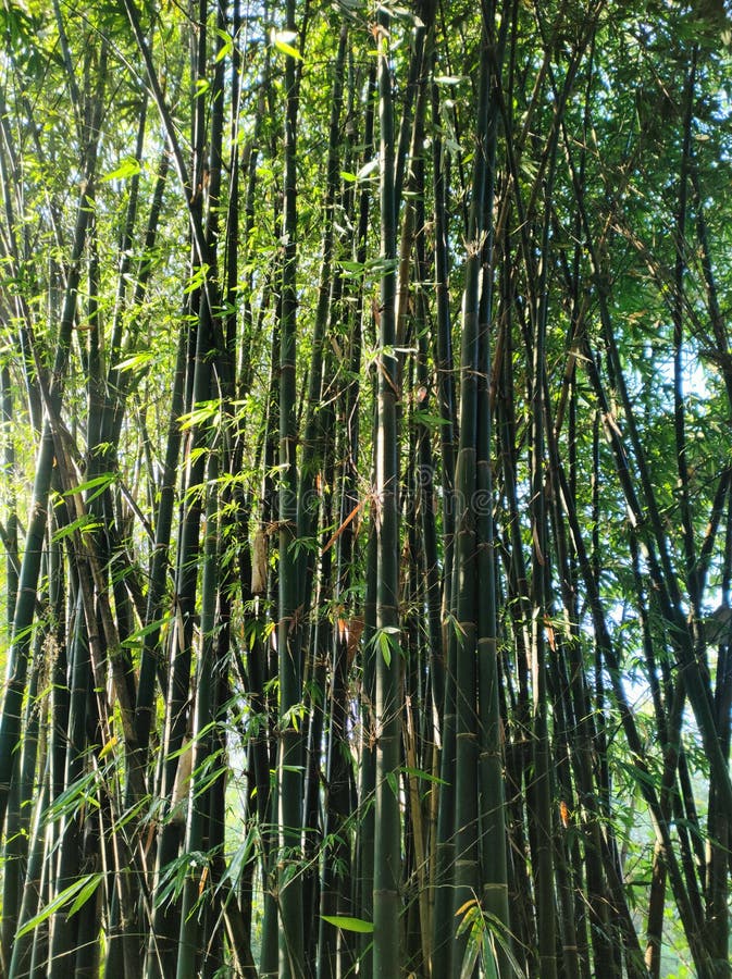 A Collection of Bamboo Trees in the Garden Stock Photo - Image of ...