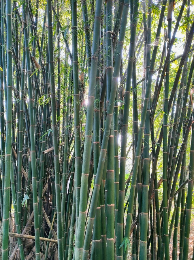 A Collection of Bamboo Trees in the Garden Stock Photo - Image of ...