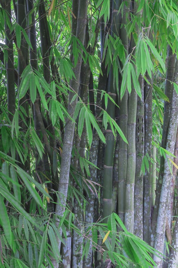 A Collection of Bamboo Trees that are Very Green Stock Photo - Image of ...