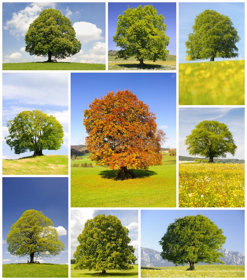 Collection of Beautiful Big and Perfect Old Trees Stock Image - Image ...