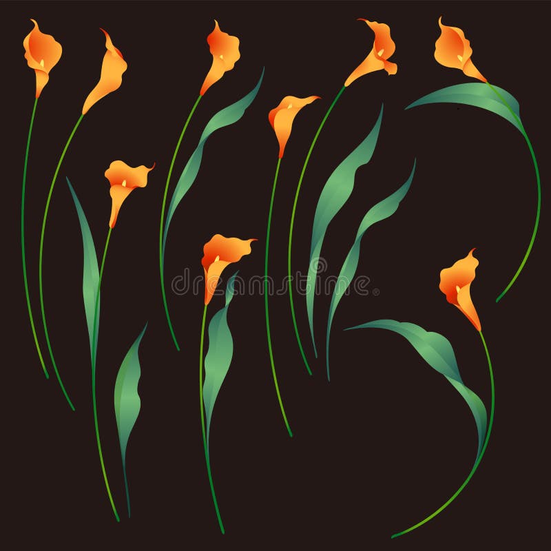 Collection of Beautiful Calla Lily Materials, Stock Vector ...