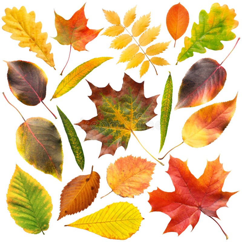 Collection Of Beautiful Colorful Autumn Leaves Isolated On White