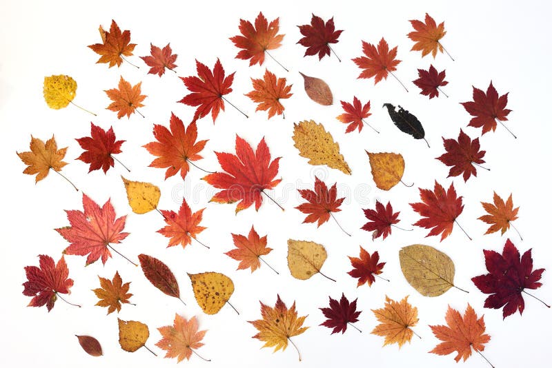 Collection Beautiful Colorful Autumn Leaves Isolated On White