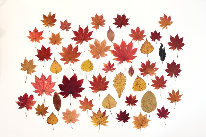 Collection Beautiful Colorful Autumn Leaves Isolated On White