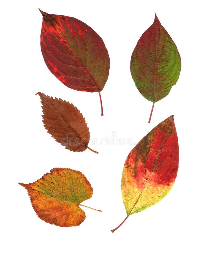 Collection Beautiful Colorful Autumn Leaves Isolated On White