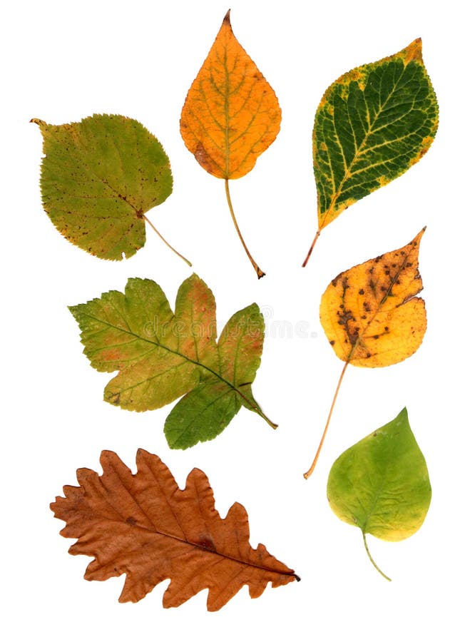 Collection Beautiful Colorful Autumn Leaves Isolated On White