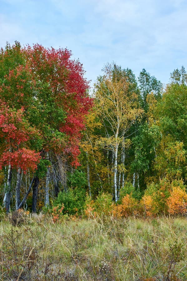 Collection of Beautiful Colorful Autumn Trees Stock Image - Image of ...