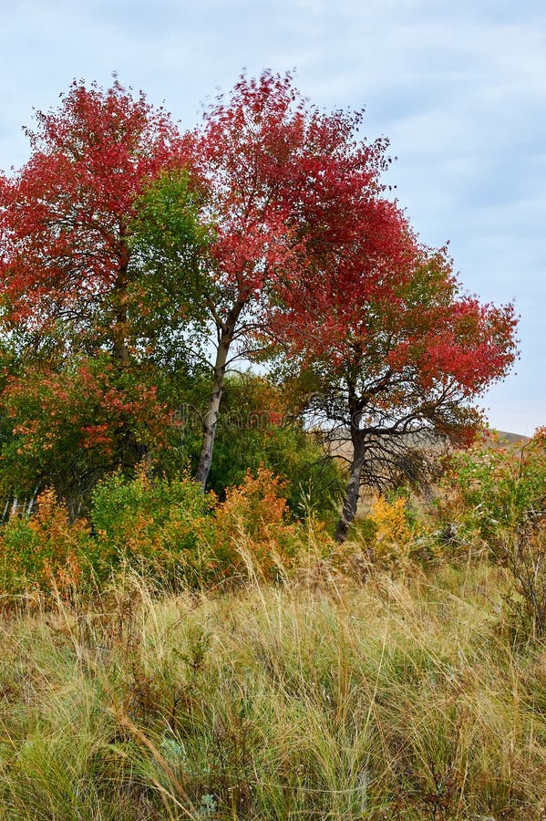 Collection of Beautiful Colorful Autumn Trees Stock Photo - Image of ...