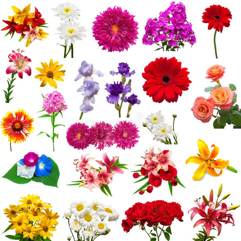 Collection of Beautiful Colorful Flowers Stock Image - Image of love ...