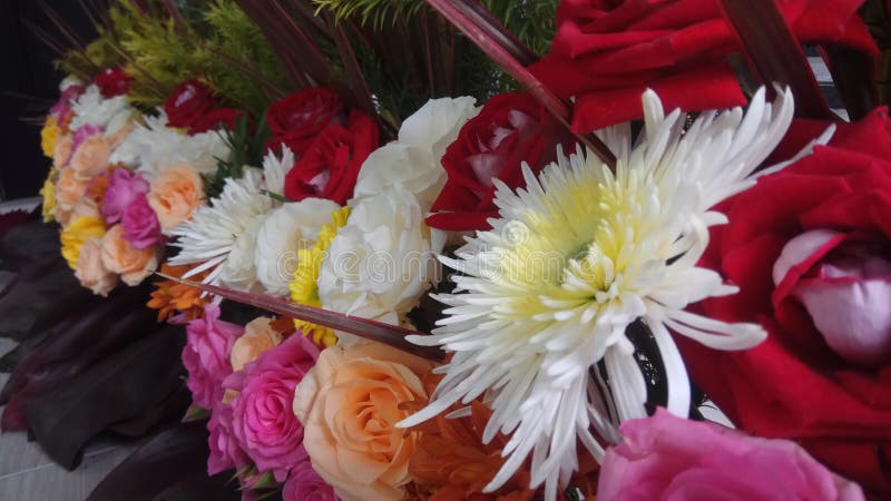 A Collection of Beautiful Flowers with Full Color Stock Image - Image ...