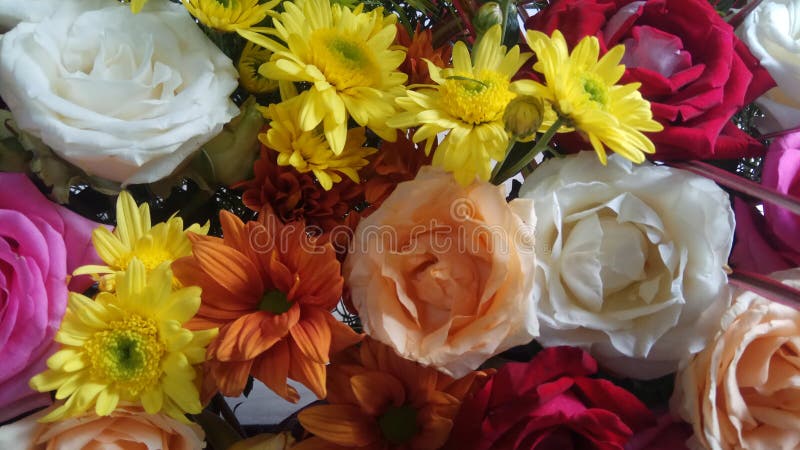 A Collection of Beautiful Flowers with Full Color Stock Image - Image ...