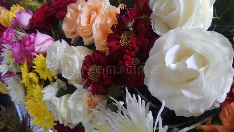 A Collection of Beautiful Flowers with Full Color Stock Image - Image ...