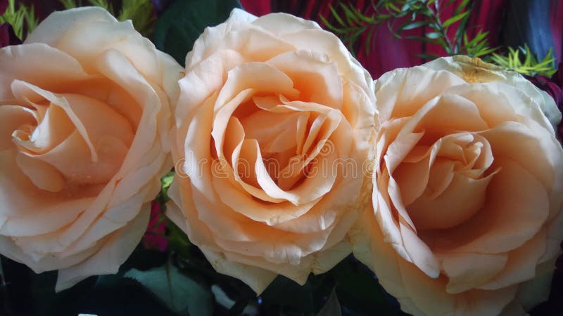 A Collection of Beautiful Flowers with Full Color Stock Image - Image ...