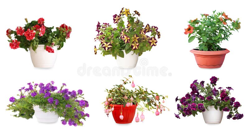 Collection of Beautiful Flowers in Pots on White Background. Banner ...
