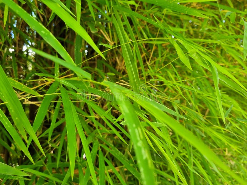 A Collection of Beautiful and Fresh Bamboo Leaves with an Interesting ...