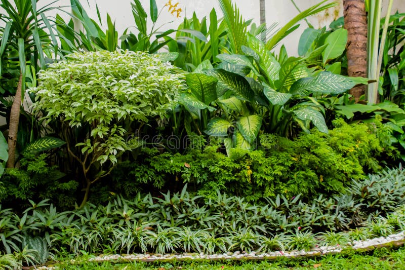 A Collection of Beautiful and Fresh Plants Stock Photo - Image of color ...