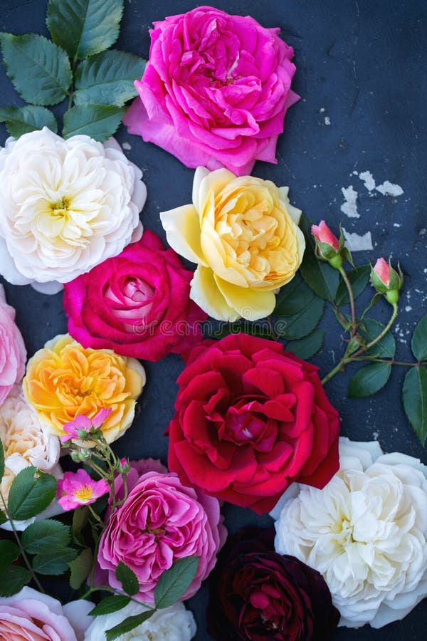 Collection of Multi-colored Roses Stock Photo - Image of gardening ...
