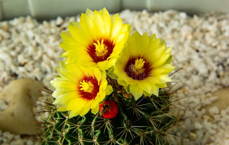 Collection Beautiful Prickly Cactus Stock Image - Image of beautiful ...
