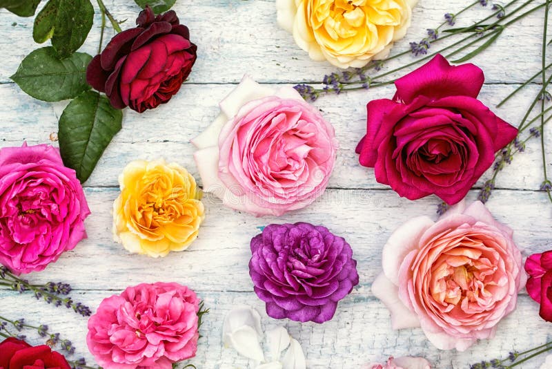 Collection of Beautiful Roses Stock Photo - Image of holiday, blooming ...