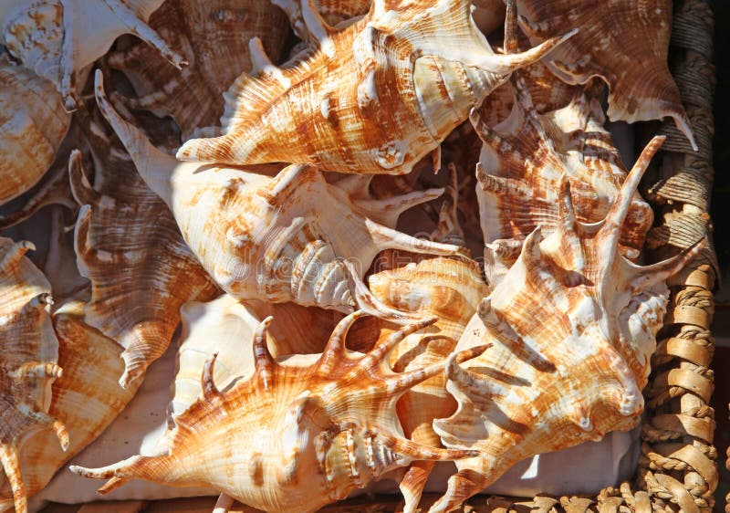 Collection of Beautiful Sea Shells Stock Photo - Image of natural ...