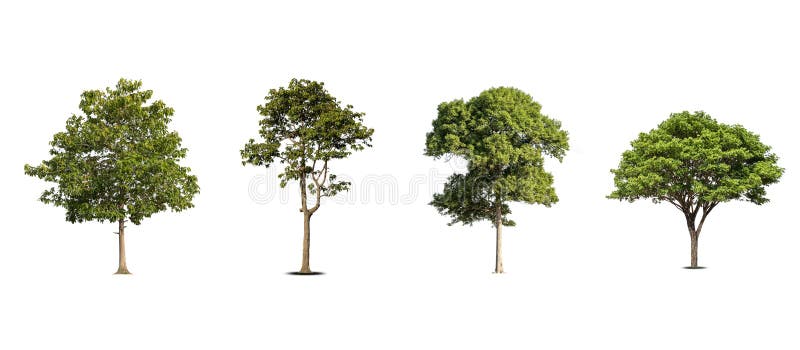 A Collection of Beautiful Trees Isolated on a White Background Ideal ...