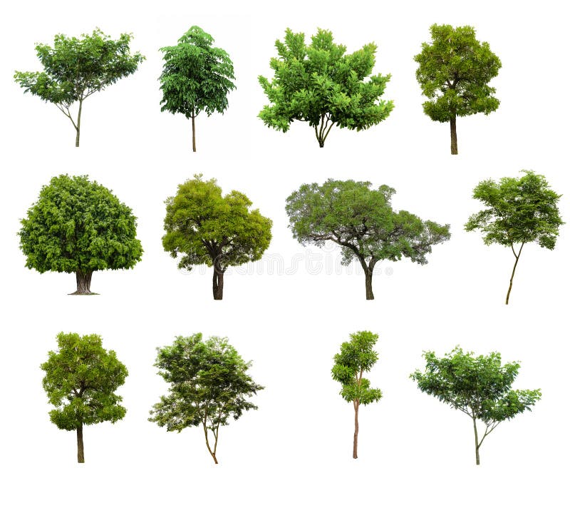 Collection Beautiful Trees Isolated on White Background , Suitable for ...