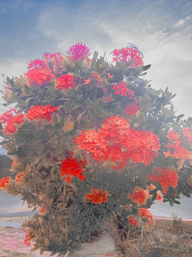 A Collection of Beautiful and Unique Red Soka Flowers Stock Photo ...