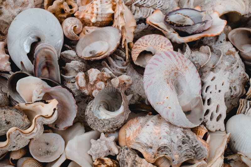 Collection of Beautiful Unique Sea Shells of Various Shapes and Sizes ...