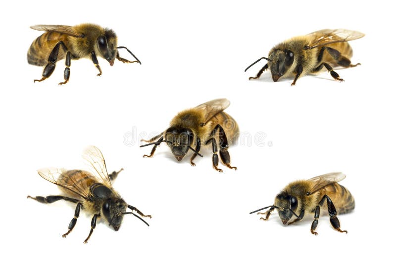 Single Bee Isolated on White Stock Photo - Image of feeler, detailed ...