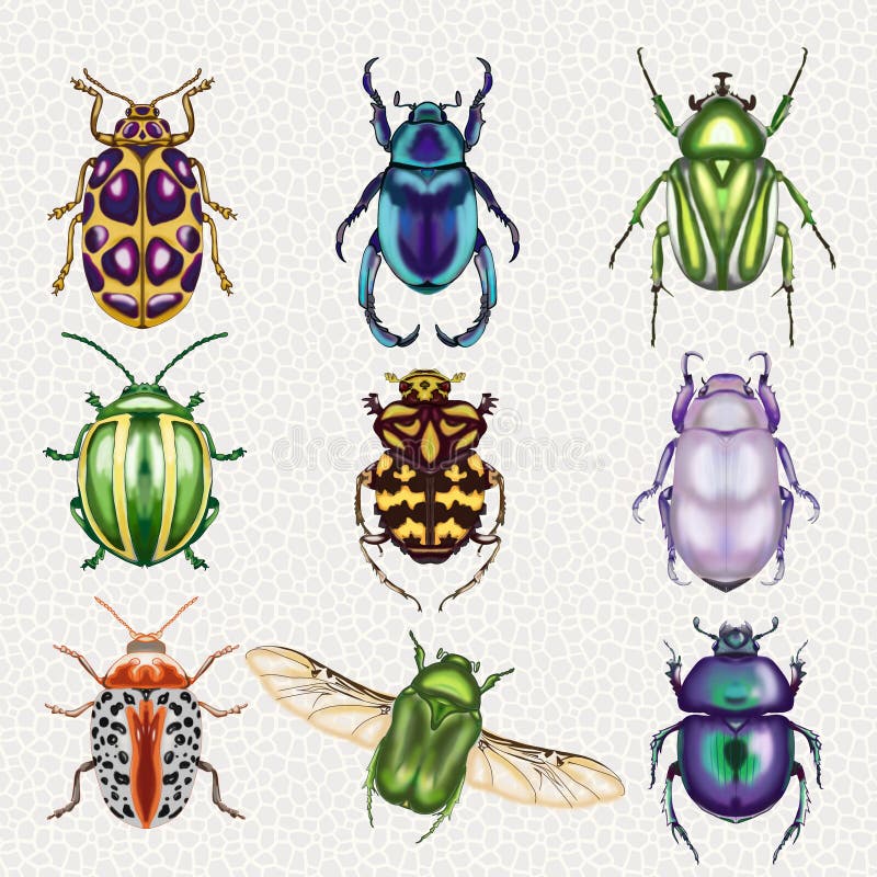 Collection of Beetles in Patterns Stock Illustration - Illustration of ...
