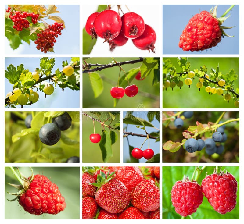Collection of berry images stock photo. Image of diet - 29450268
