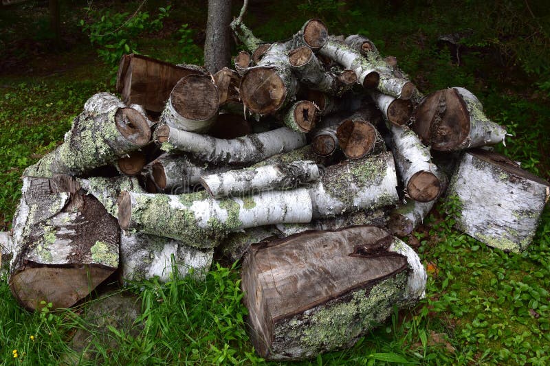 Collection of Birch Bark Logs in the Summer Stock Image - Image of ...